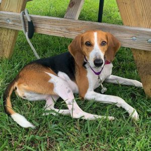 10 Fun Facts About American Foxhounds - ilovedogscute.com