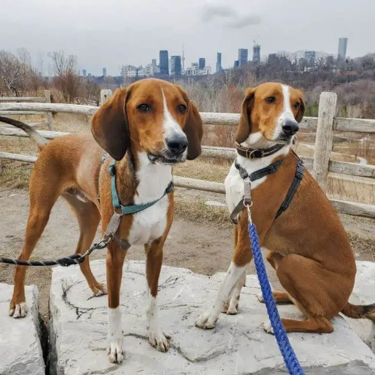 10 Fun Facts About American Foxhounds - ilovedogscute.com