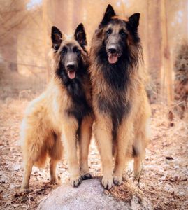 10 Fun Facts About Belgian Tervuren - ilovedogscute.com