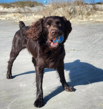 10 Fun Facts About Boykin Spaniels - ilovedogscute.com