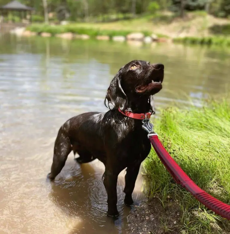 10 Fun Facts About Boykin Spaniels - ilovedogscute.com