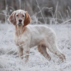 10 Fun Facts About English Setters - ilovedogscute.com