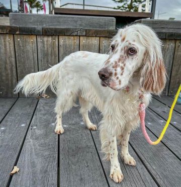 10 Fun Facts About English Setters - ilovedogscute.com