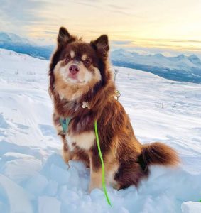 10 Fun Facts About Finnish Lapphunds - ilovedogscute.com