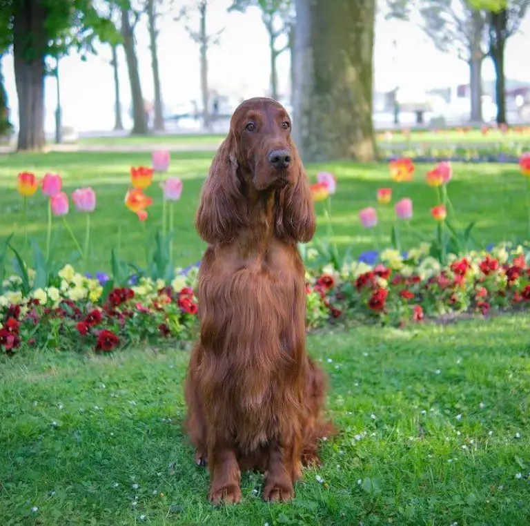10 Fun Facts About Irish Setters - ilovedogscute.com