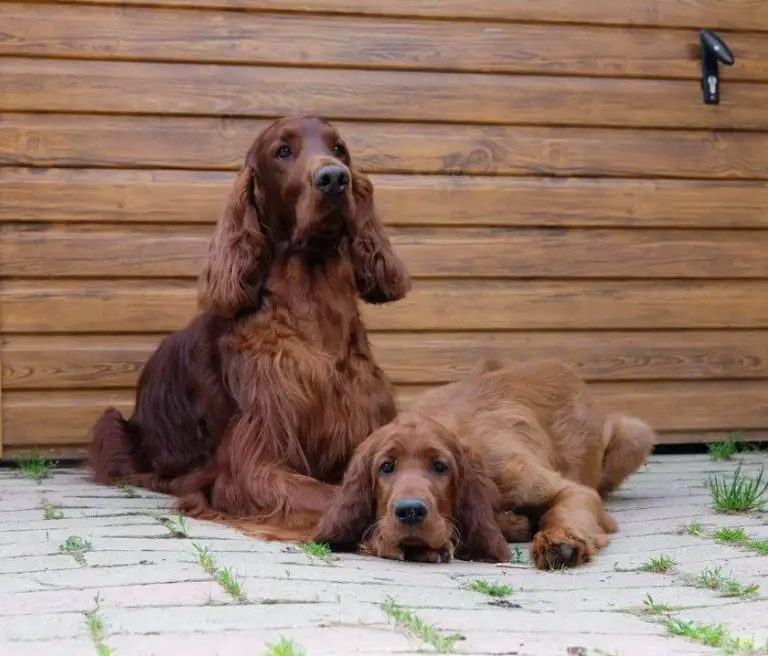 10 Fun Facts About Irish Setters - ilovedogscute.com