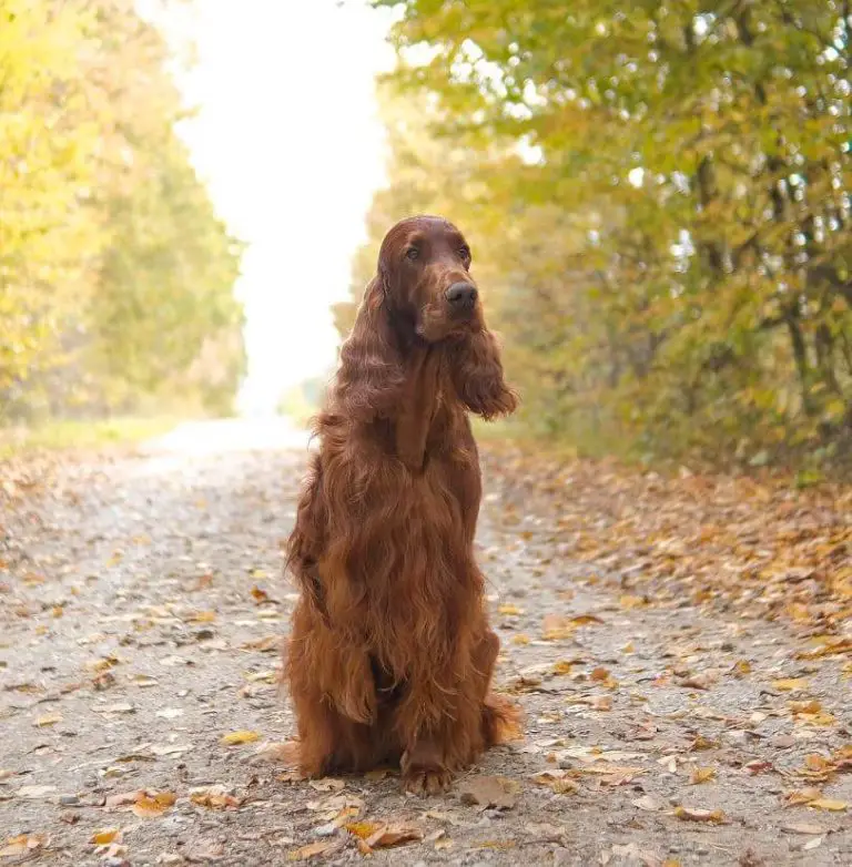 10 Fun Facts About Irish Setters - ilovedogscute.com