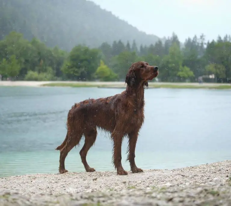 10 Fun Facts About Irish Setters - ilovedogscute.com