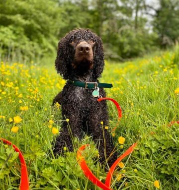 10 Fun Facts About Irish Water Spaniels - ilovedogscute.com