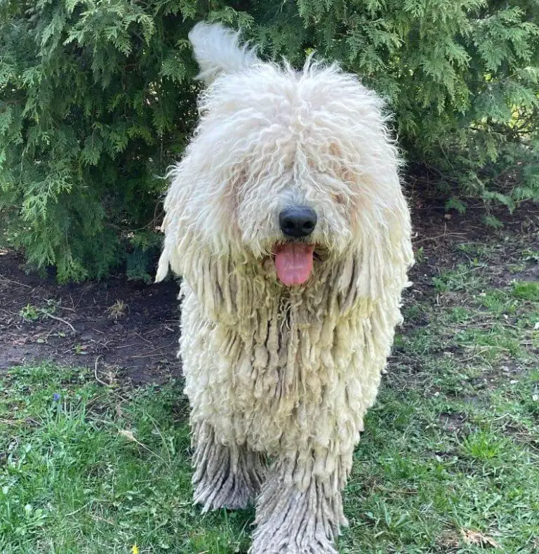 10 Fun Facts About Komondors - ilovedogscute.com