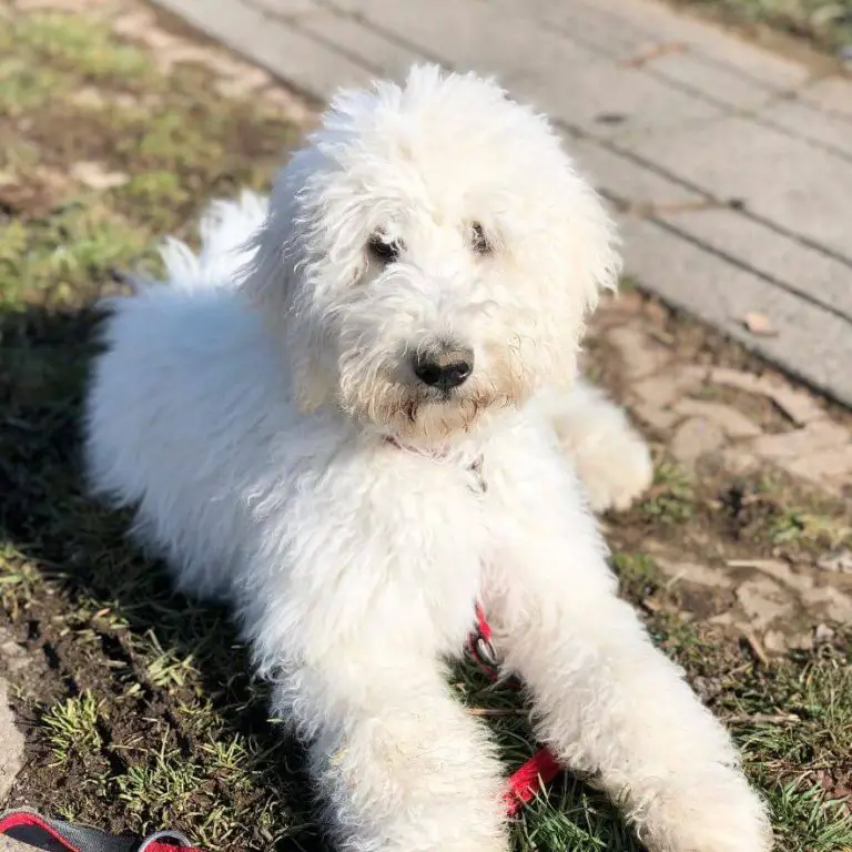 10 Fun Facts About Komondors - ilovedogscute.com