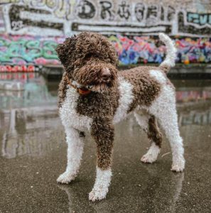 10 Fun Facts About Lagotto Romagnolo - ilovedogscute.com