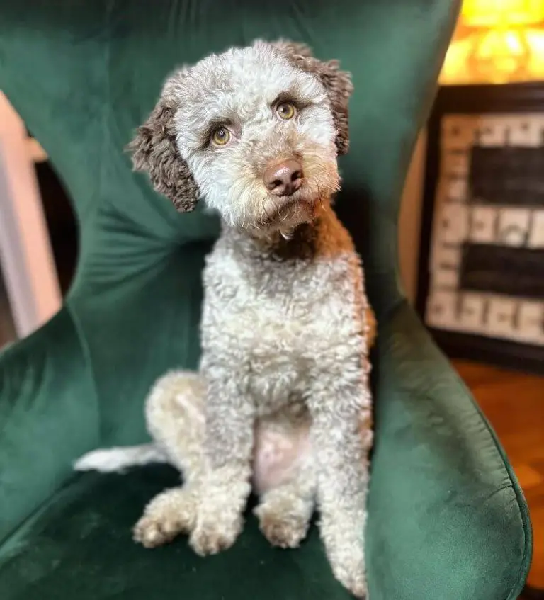 10 Fun Facts About Lagotto Romagnolo - ilovedogscute.com