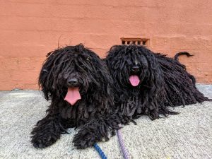 10 Fun Facts About Pulis - ilovedogscute.com