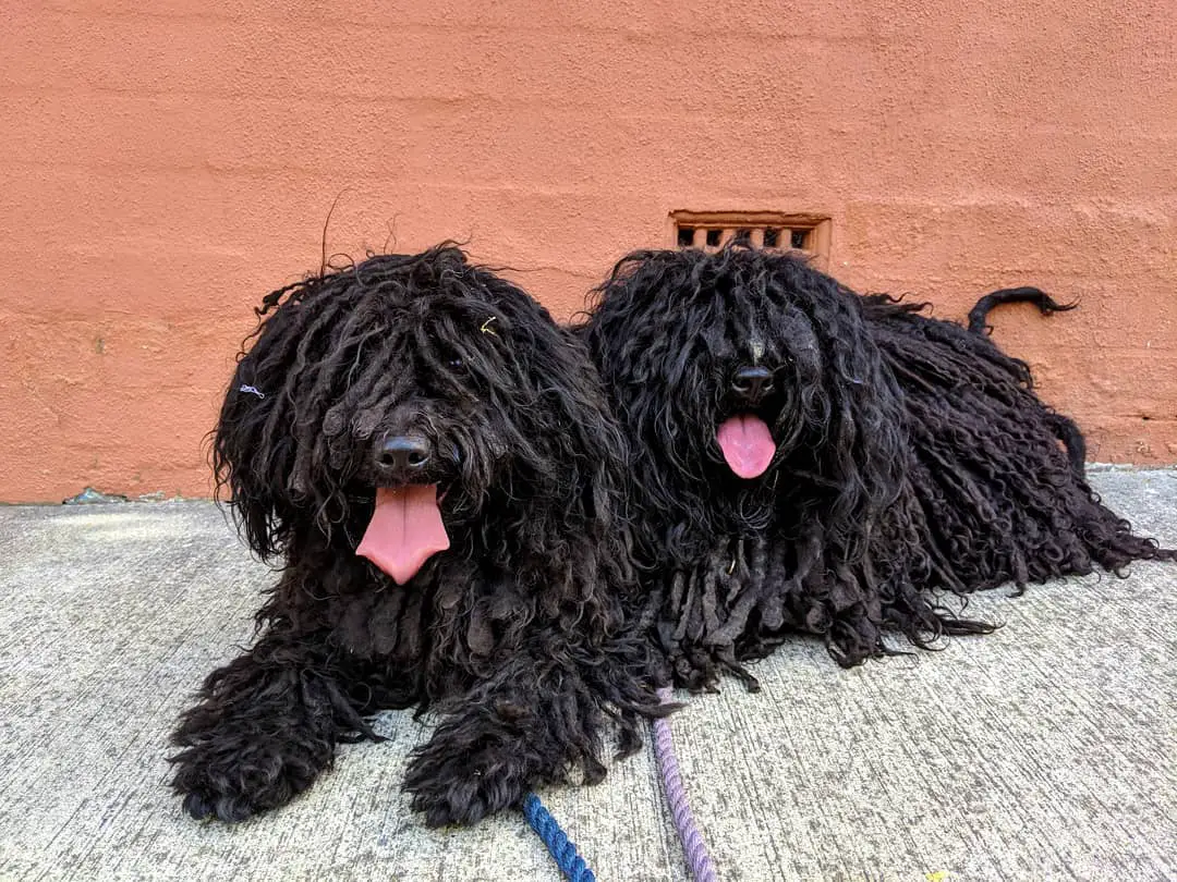 10 Fun Facts About Pulis - ilovedogscute.com