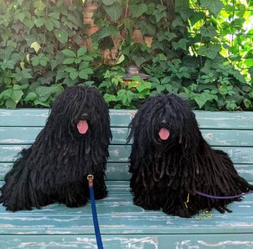 10 Fun Facts About Pulis - ilovedogscute.com