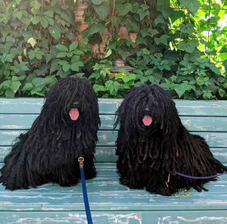 10 Fun Facts About Pulis - ilovedogscute.com