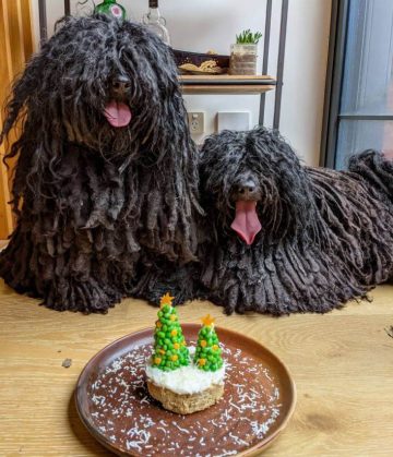 10 Fun Facts About Pulis - ilovedogscute.com