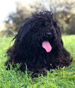 10 Fun Facts About Pulis - ilovedogscute.com