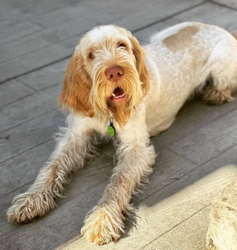 10 Fun Facts About Spinone Italiano - ilovedogscute.com