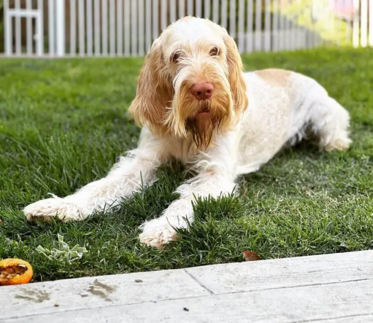 10 Fun Facts About Spinone Italiano - ilovedogscute.com