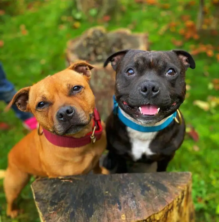 10 Fun Facts About Staffordshire Bull Terriers - ilovedogscute.com