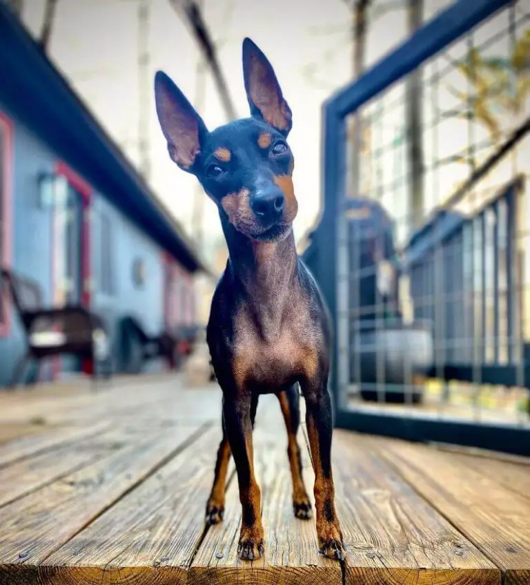 10 Fun Facts About Toy Manchester Terriers - ilovedogscute.com