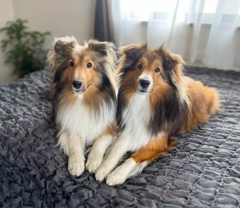 How to Care for Small-to-Medium Dogs: A Comprehensive Guide ...