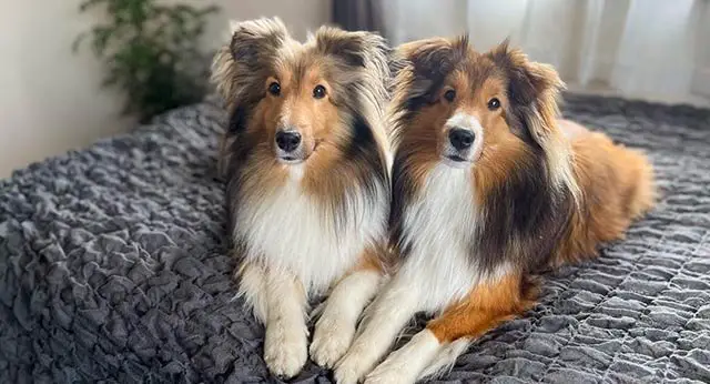 How to Care for Small-to-Medium Dogs: A Comprehensive Guide ...