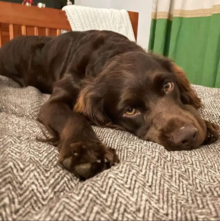 How to Know if Your Dog is Depressed: Signs, Causes, and Ways to Help ...