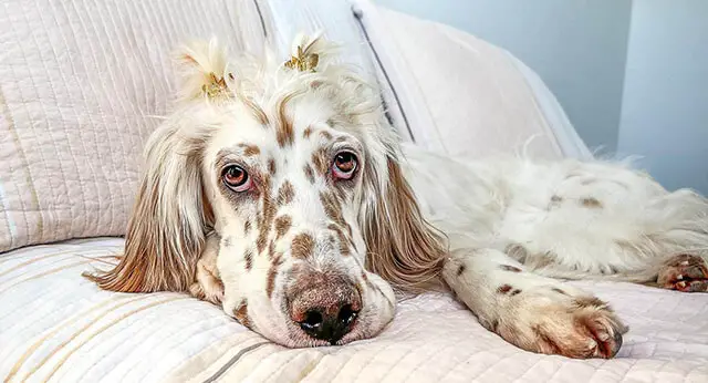 How to Know if Your Dog is Depressed: Signs, Causes, and Ways to Help - ilovedogscute.com