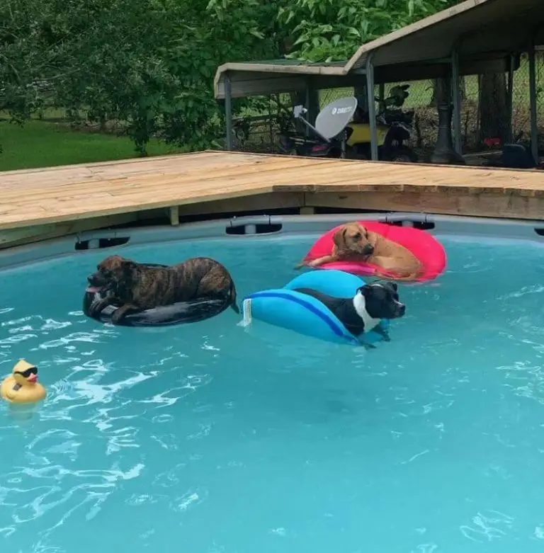 How to Pool-Proof Your Dog's Coat: Tips for a Happy Swim ...