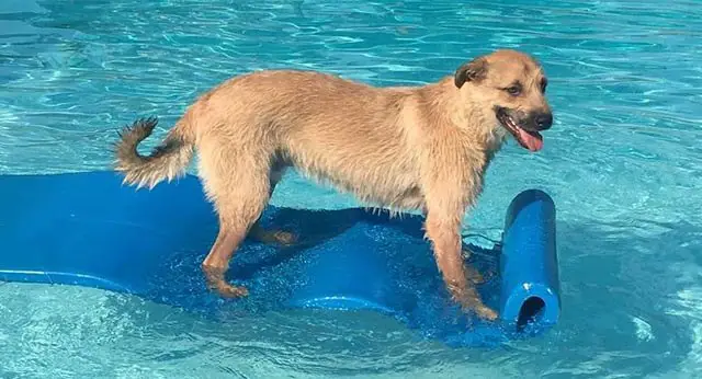 How to Pool-Proof Your Dog's Coat: Tips for a Happy Swim ...