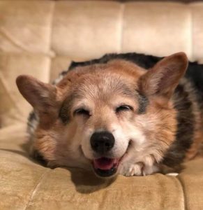 15 Funny Pictures Of Old Dogs With Puppy Souls - ilovedogscute.com