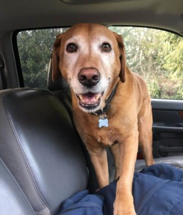 15 Funny Pictures Of Old Dogs With Puppy Souls - ilovedogscute.com