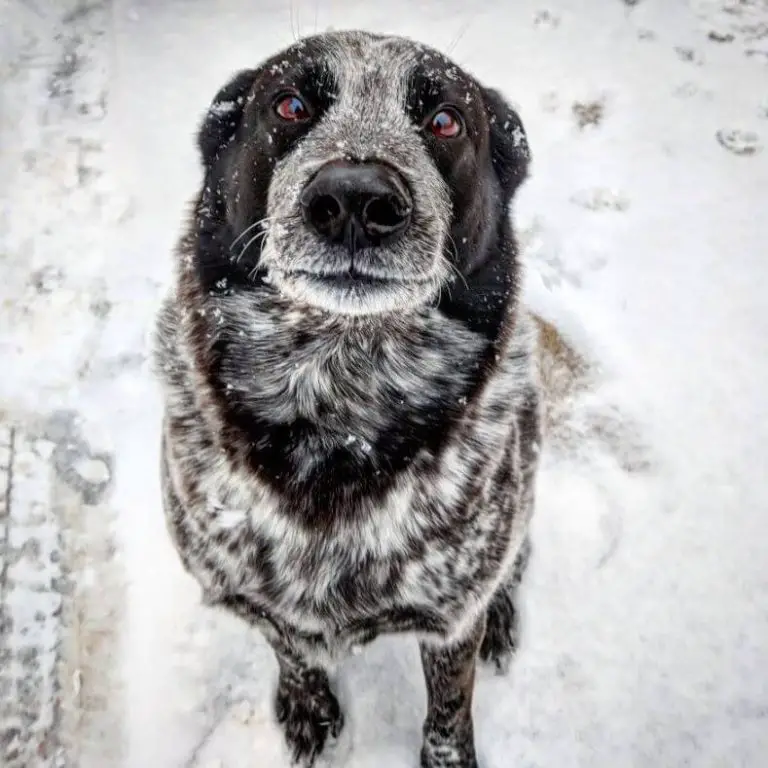 15 Funny Pictures Of Old Dogs With Puppy Souls - ilovedogscute.com