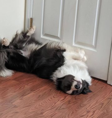 15 Hilarious Pictures Of Sleeping Border Collies - ilovedogscute.com