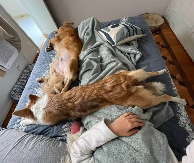 15 Hilarious Pictures Of Sleeping Border Collies - ilovedogscute.com