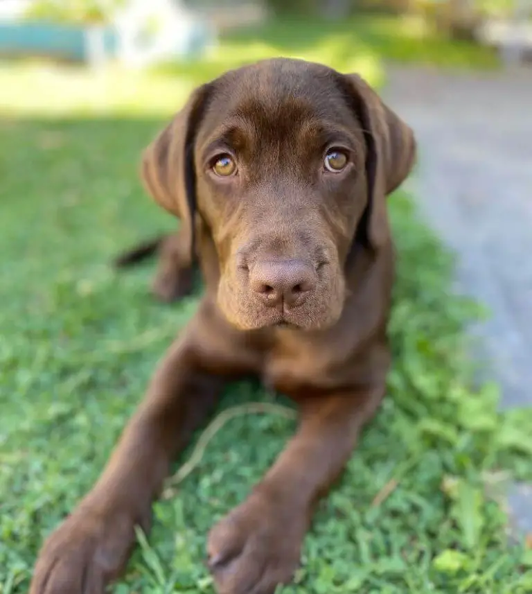 Top 10 Friendliest Large Dog Breeds - ilovedogscute.com