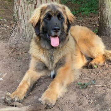 Top 10 Friendliest Large Dog Breeds - ilovedogscute.com