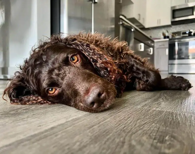 Understanding Reverse Sneezing in Dogs: Causes and How to Help ...