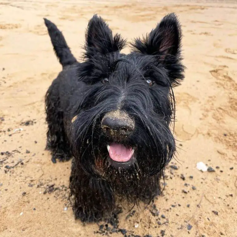 What If My Dog Eats Sand? Understanding the Dangers of Sand Ingestion ...