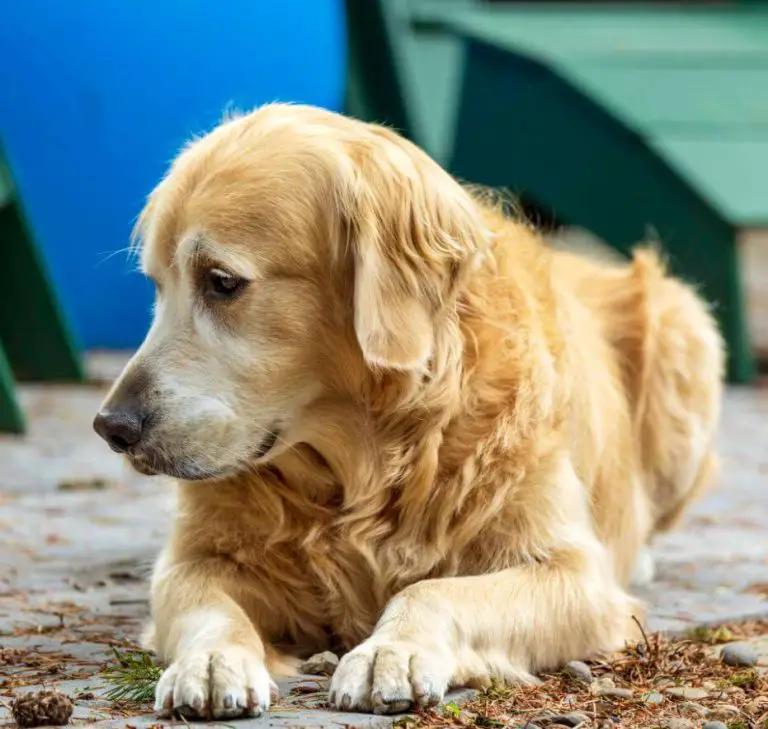 What to Do if Your Dog Eats Ladybugs: Risks and Precautions ...