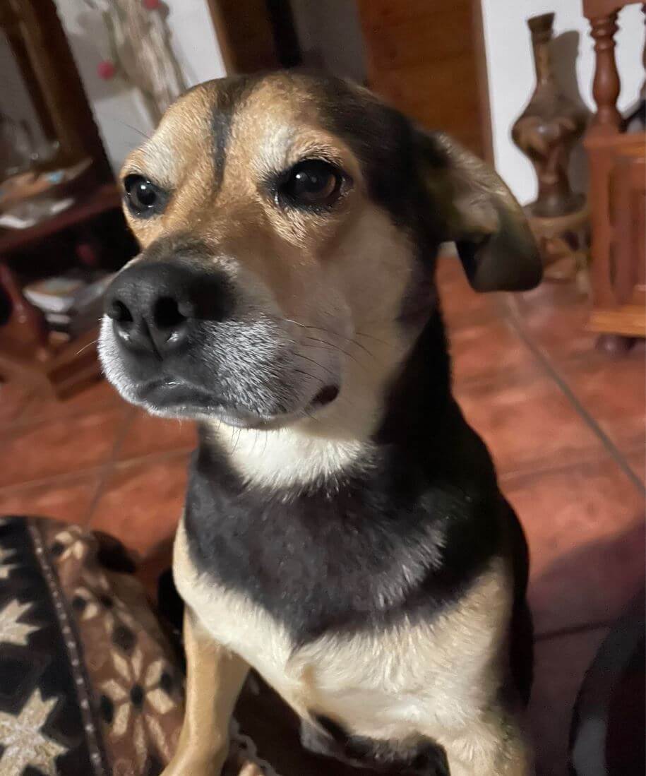 What to Do if Your Dog Is Stung by a Bee or Wasp: Essential First Aid ...