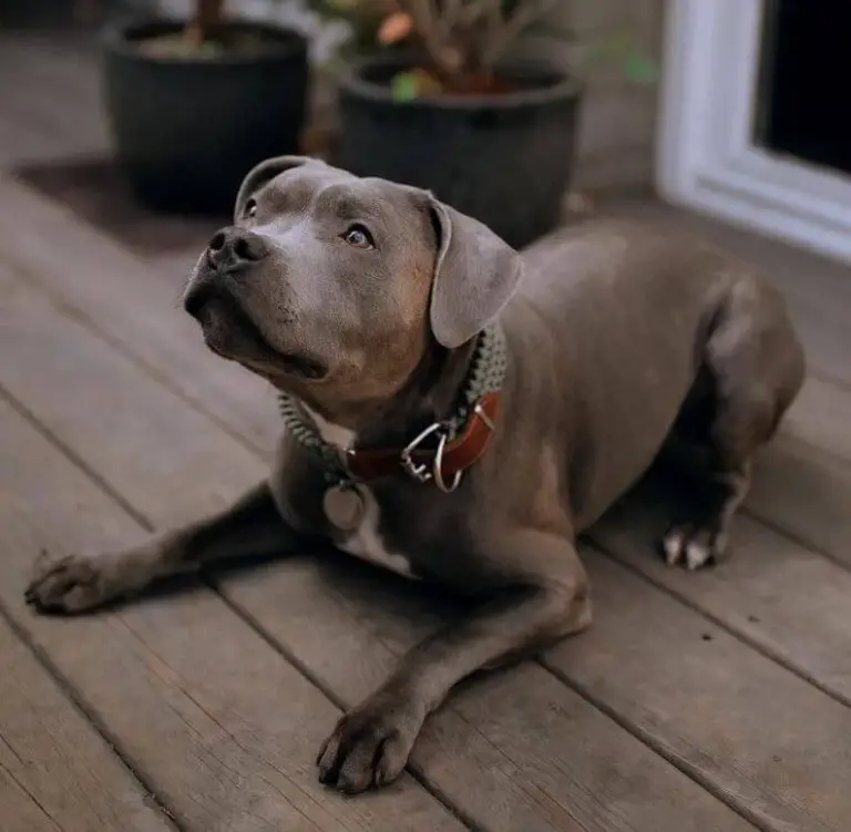 What to Do if Your Puppy Has Diarrhea: Causes, Treatment, and ...