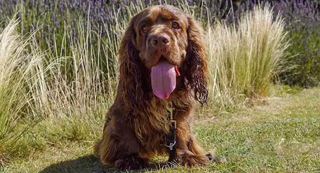 Why Do Dogs Pant? Understanding the Reasons Behind Canine Panting ...