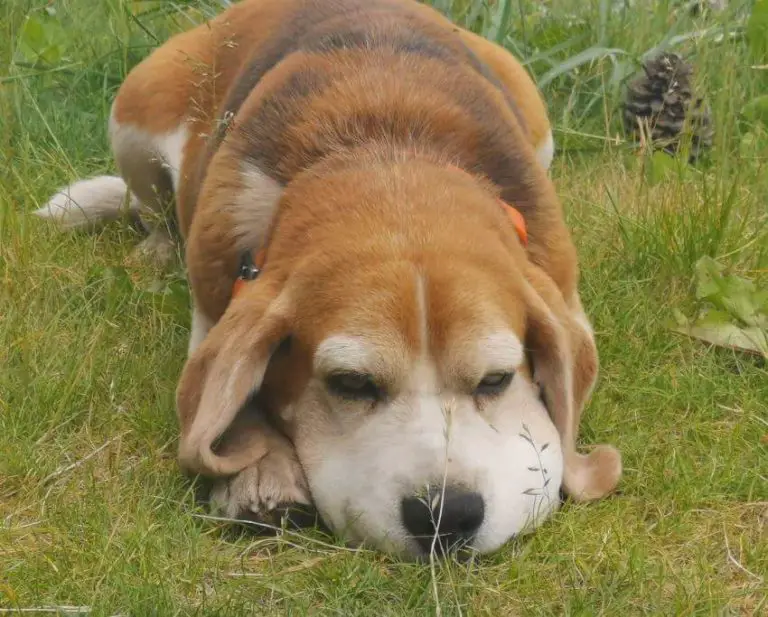 Why Do Dogs Try to Eat Bees? What to Do if Dogs Eat Bees ...