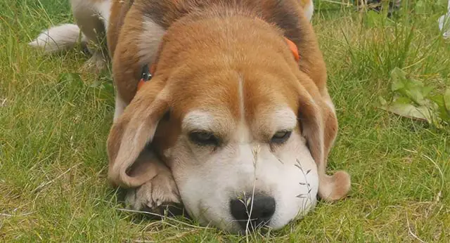 Why Do Dogs Try to Eat Bees? What to Do if Dogs Eat Bees ...