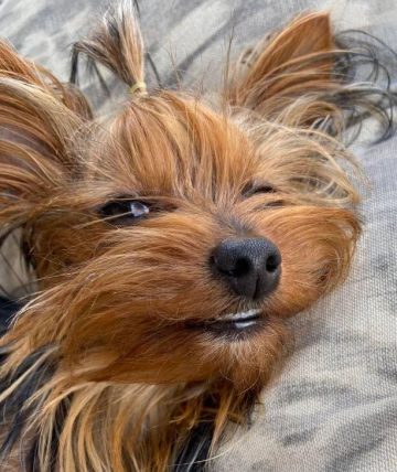 10 Funny Pictures Of Yorkies With Happy Smiles - ilovedogscute.com