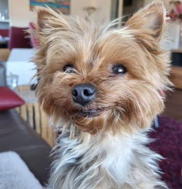 10 Funny Pictures Of Yorkies With Happy Smiles - ilovedogscute.com